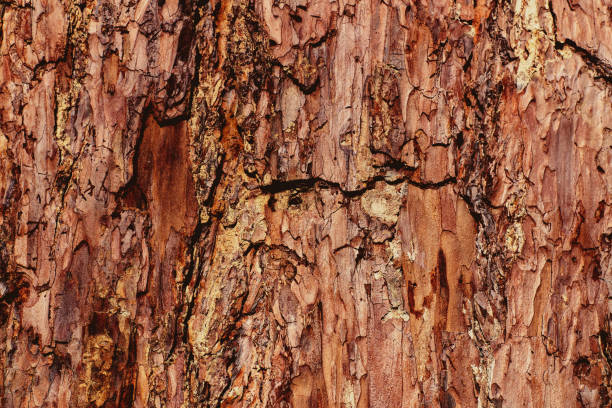 Free picture: tree, bark, cortex