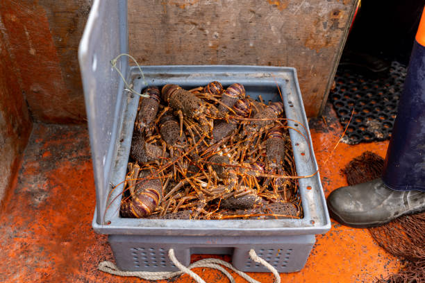 Free Stock Photo of Lobster storage boxes | Download Free Images and ...
