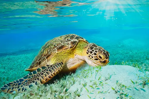 100+ Sea Turtle Pictures | Download Free Images on Unsplash 100+ Sea Turtle Pictures | Download Free Images on Unsplash