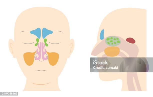Ilustración De Ilustraciones Ilustrativas De La Anatomía De Los Senos
