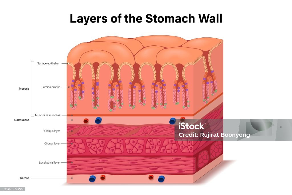 Ilustración de Capas Del Vector De La Pared Del Estómago Anatomía De La ... Ilustración de Capas Del Vector De La Pared Del Estómago Anatomía De La ...