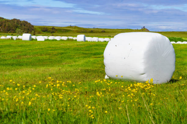 Free Stock Photo of Hay bales wrapped in white plastic | Download Free ...