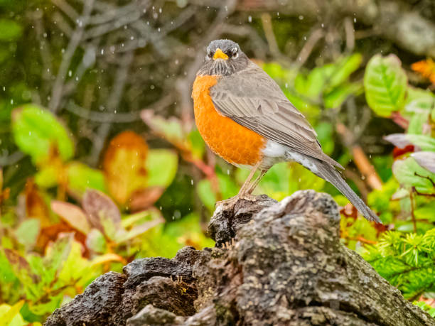 10,000+ Free American Robin & Robin Images - Pixabay