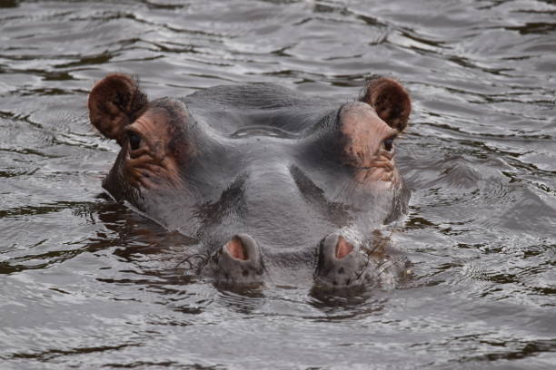 Free Stock Photo of hippo nose | Download Free Images and Free ...