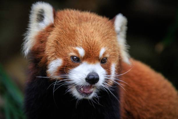 Free Stock Photo of Red Panda Whiskers | Download Free Images and Free ...
