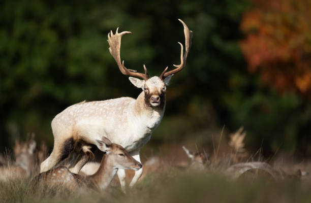 Free Stock Photo of Close-up of a fallow deer in nature | Download Free ...
