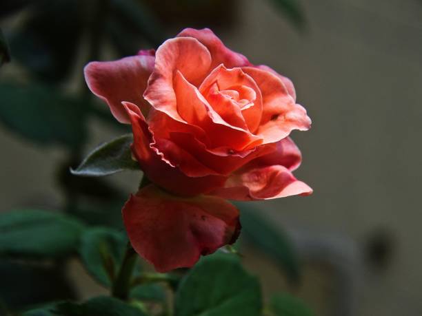 Free picture: Close-up of a red English rose flower with green leaves ...