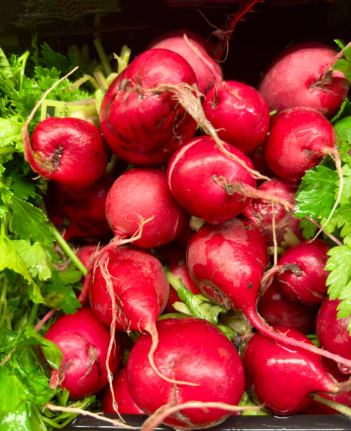 Free Stock Photo of Fresh Bunch of Red Radishes With Green Leaves ...
