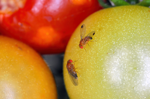 Drosophila Suzukii Commonly Called The Spotted Wing Drosophila Cherry