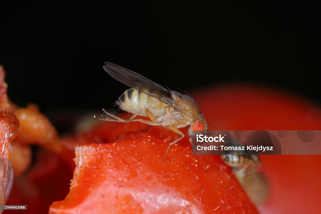 Drosophila Suzukii Commonly Called The Spotted Wing Drosophila Cherry