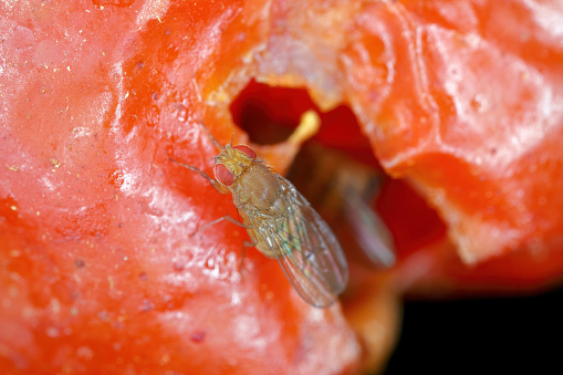 Drosophila Suzukii Commonly Called The Spotted Wing Drosophila Cherry