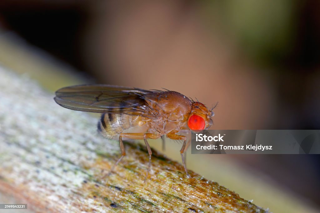 Drosophila Suzukii Commonly Called The Spotted Wing Drosophila Cherry