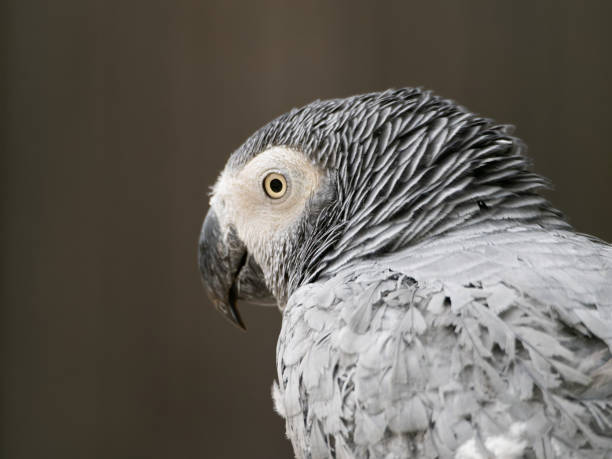 Free picture: Close-up of head and beak of Congo grey African parrot ...