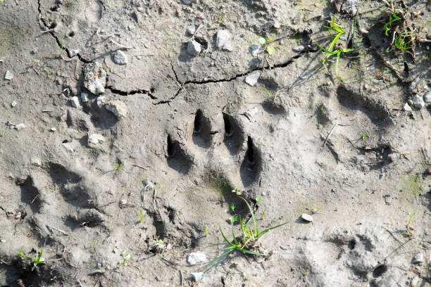 Free picture: A dog paw imprint in muddy cracked soil, a close-up of an ...