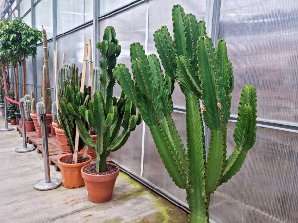 Free Stock Photo of Large Green Cactus With Abundant Leaves | Download ...