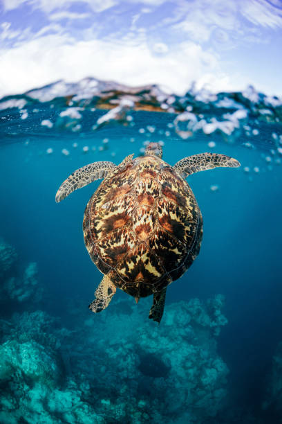 Free Stock Photo of Sea turtle swimming under ocean surface | Download ...
