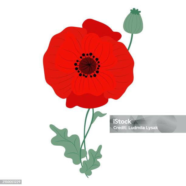 Bunga Poppy Merah Dengan Daun Hijau Ilustrasi Vektor Simbol Memori