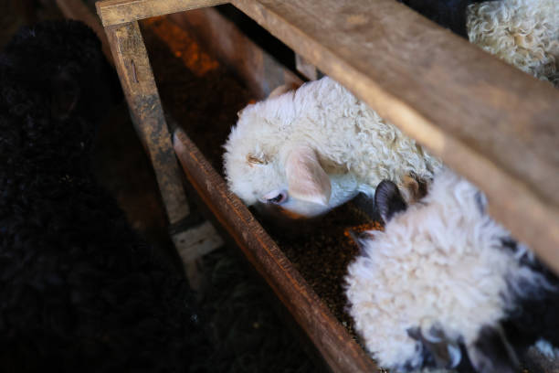 Free Stock Photo of Close Up of a Baby Sheep in a Pen | Download Free ...