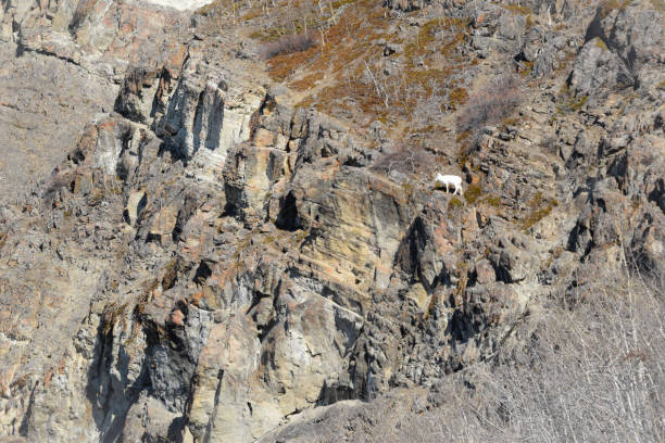 Free Stock Photo of Mountain Goat Jumping Off Cliff | Download Free ...
