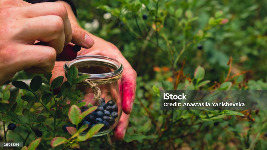 Closeup Of Male Hands Picking Blueberries In The Forest With Green