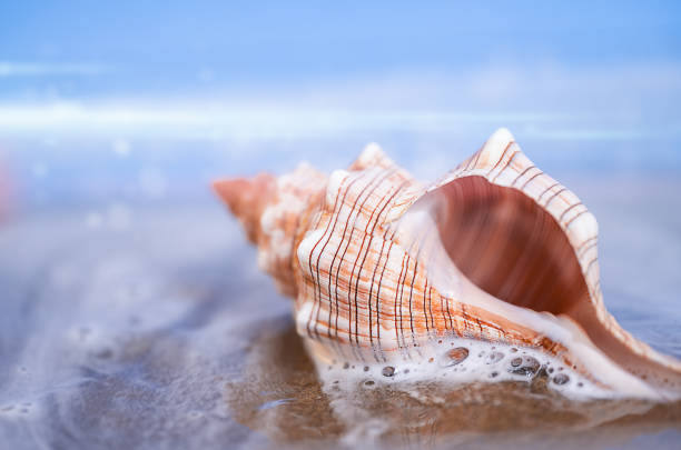 Free Stock Photo of Shiny Shell on the Beach | Download Free Images and ...