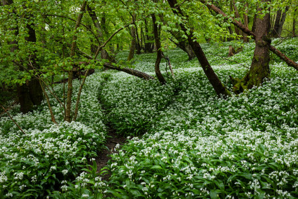 Wild Garlic Forest Plant - Free photo on Pixabay