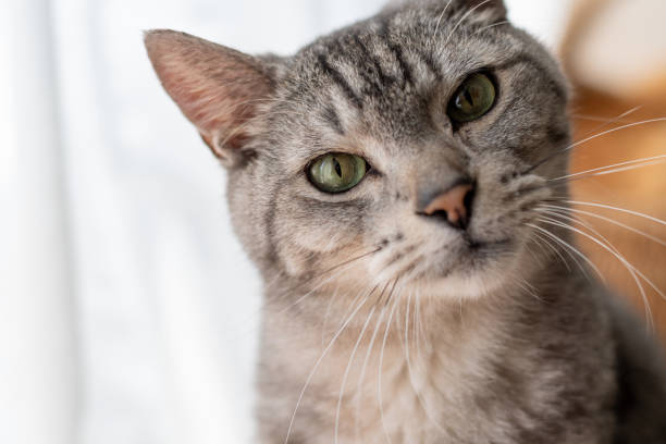 Free Stock Photo of Close Up of a Cat Staring at the Camera | Download ...