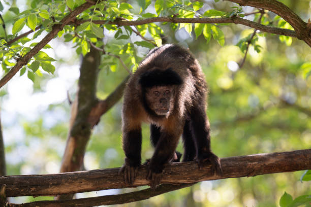 Free picture: Side view of brown capuchin monkey (Sapajus apella) in ...