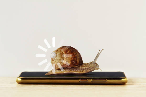 Discover the Beauty of Snails: Free HD Snail Pictures and Images for ...