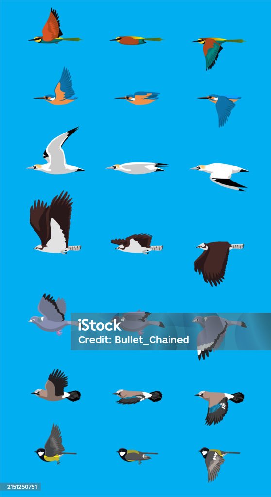 Various Bird Flying Sequence Cute Cartoon Vector Illustration Beeeater