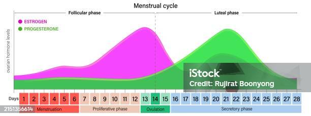Menstrual Cycle Ovarian Hormone Levels Chart Vector Estrogen And ... Menstrual Cycle Ovarian Hormone Levels Chart Vector Estrogen And ...