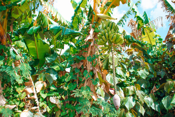 Free Stock Photo of Pawpaw - Prairie Banana | Download Free Images and ...
