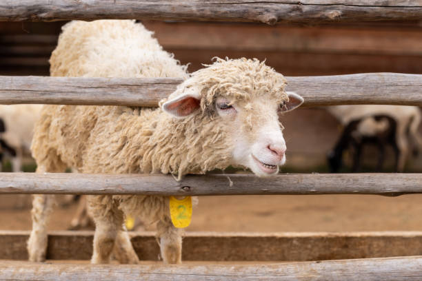Free picture: white, sheep