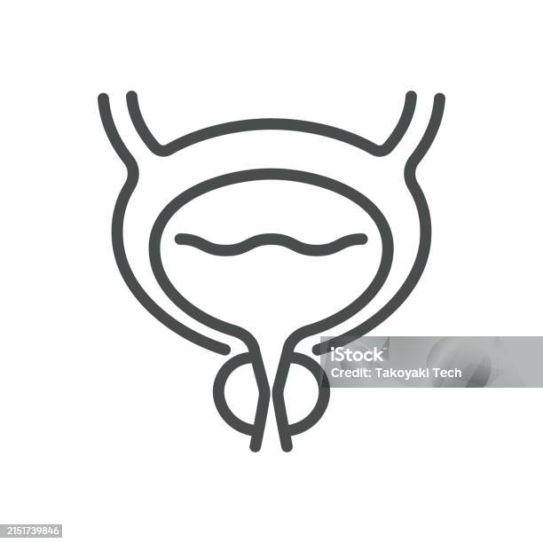 Enlarged Prostate Icon Line Illustration Of A Prostate Gland