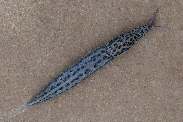 Tiger Snail Slug Mollusc Garden - Free photo on Pixabay