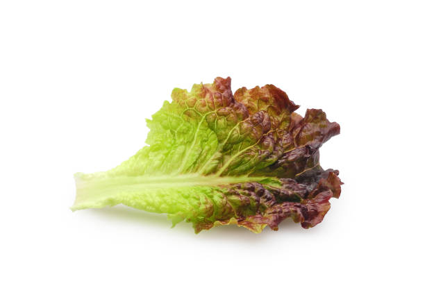 Free Stock Photo of Red lettuce leaves isolated on white background ...