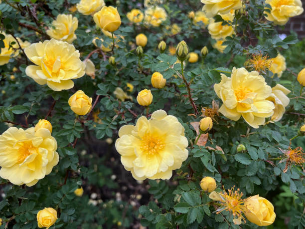 Ladybug Yellow Roses Blossoms - Free photo on Pixabay