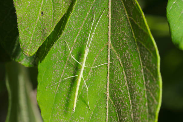 Free picture: A thin stick-insect (Phasmatodea) an endemic specie of ...