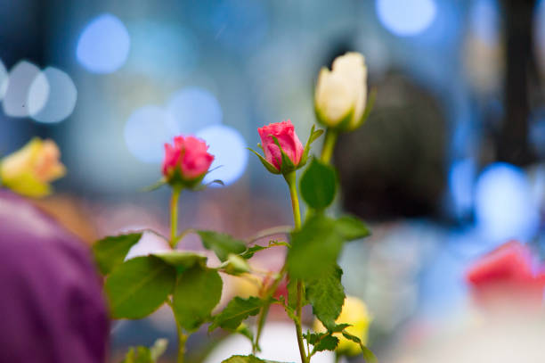 Free Stock Photo of Bright pink flowers with blurred lights in the ...