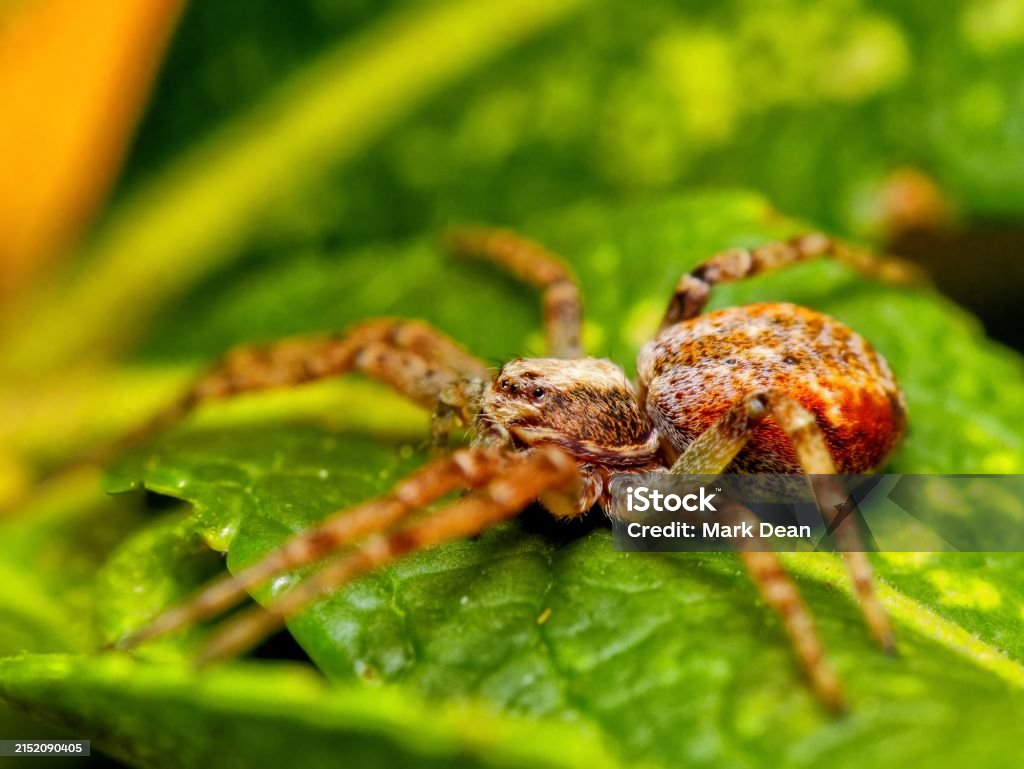 Cheiracanthium Inclusum Alternately Known As The Blackfooted Yellow Sac