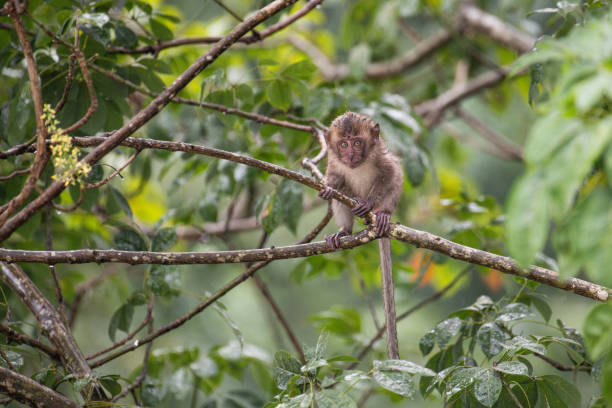 Free picture: An adorable baby of the long-tailed macaque or Balinese ...