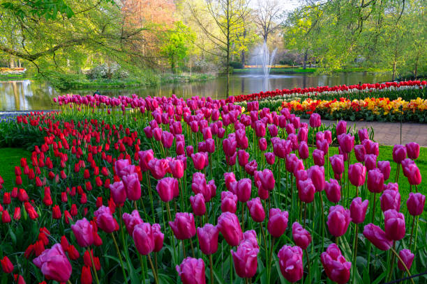 Tulips Daffodils Flowers - Free photo on Pixabay