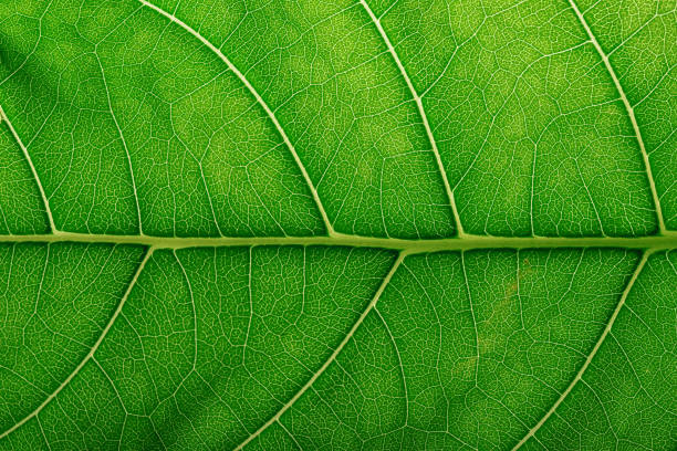 200,000+ Free Leaf Pattern & Pattern Images - Pixabay
