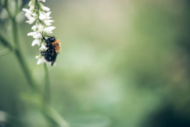 Bee Dark Bumblebee Insect - Free photo on Pixabay