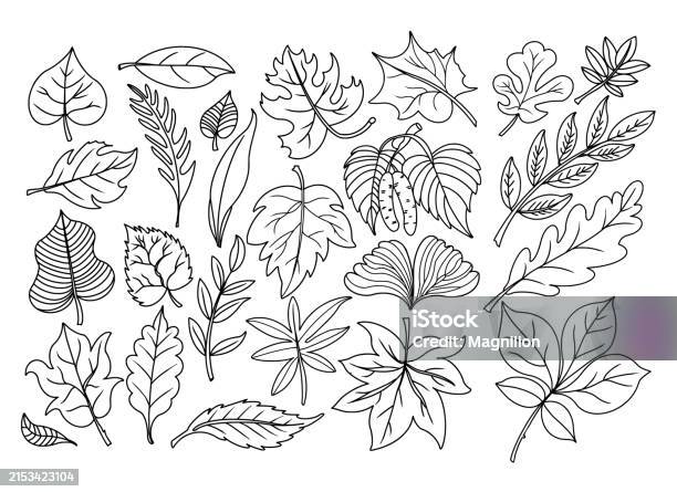 Natures Doodles Чернобелая Векторная Иллюстрация Различных Листьев