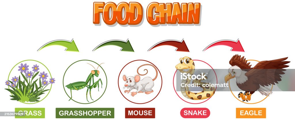 Depicts A Simple Food Chain Sequence Stock Illustration - Download ... Depicts A Simple Food Chain Sequence Stock Illustration - Download ...