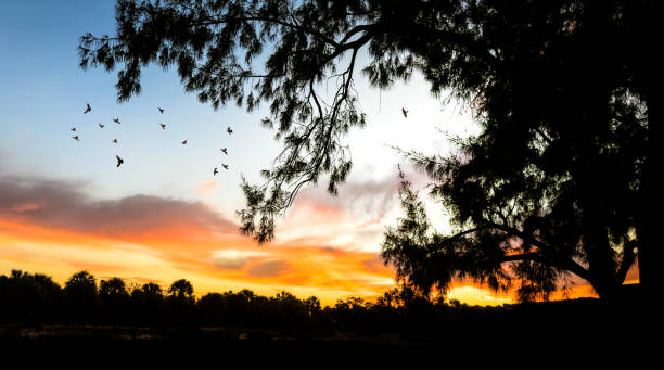 Free Stock Photo of Birds Flying Over Tree at Sunset | Download Free ...