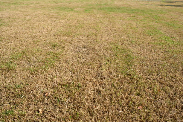 Free picture: Close-up of a field of dry light brown grass at summer