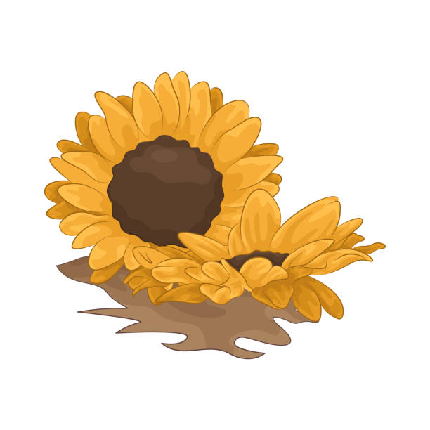 70+ Sunflowers In Mason Jars Stock Photos, Pictures & Royalty-Free ... 70+ Sunflowers In Mason Jars Stock Photos, Pictures & Royalty-Free ...