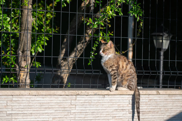 Free Stock Photo of A cat standing outside of a house | Download Free ...